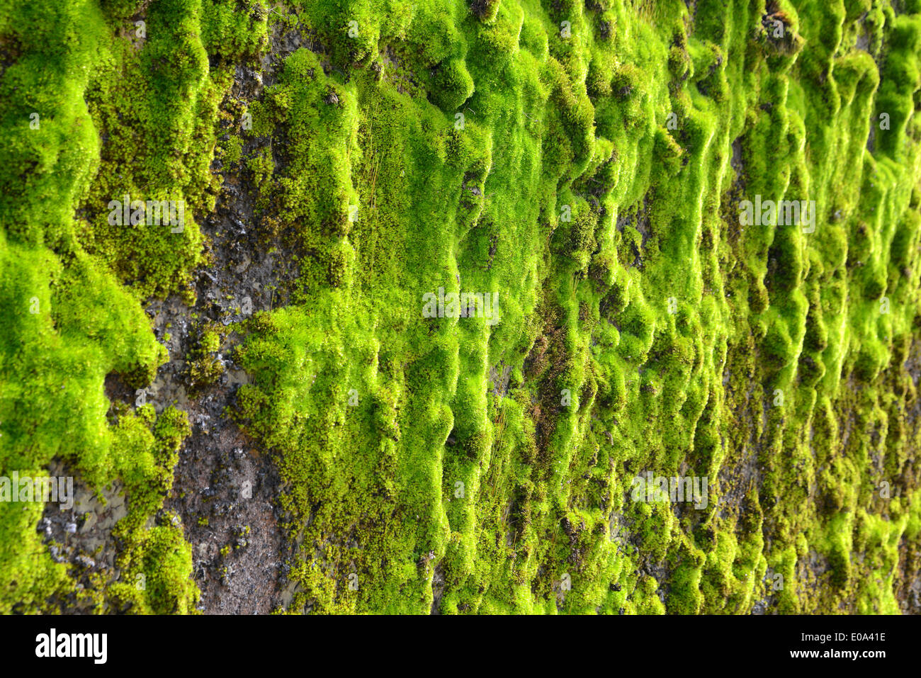 green moss on the wall texture background Stock Photo - Alamy