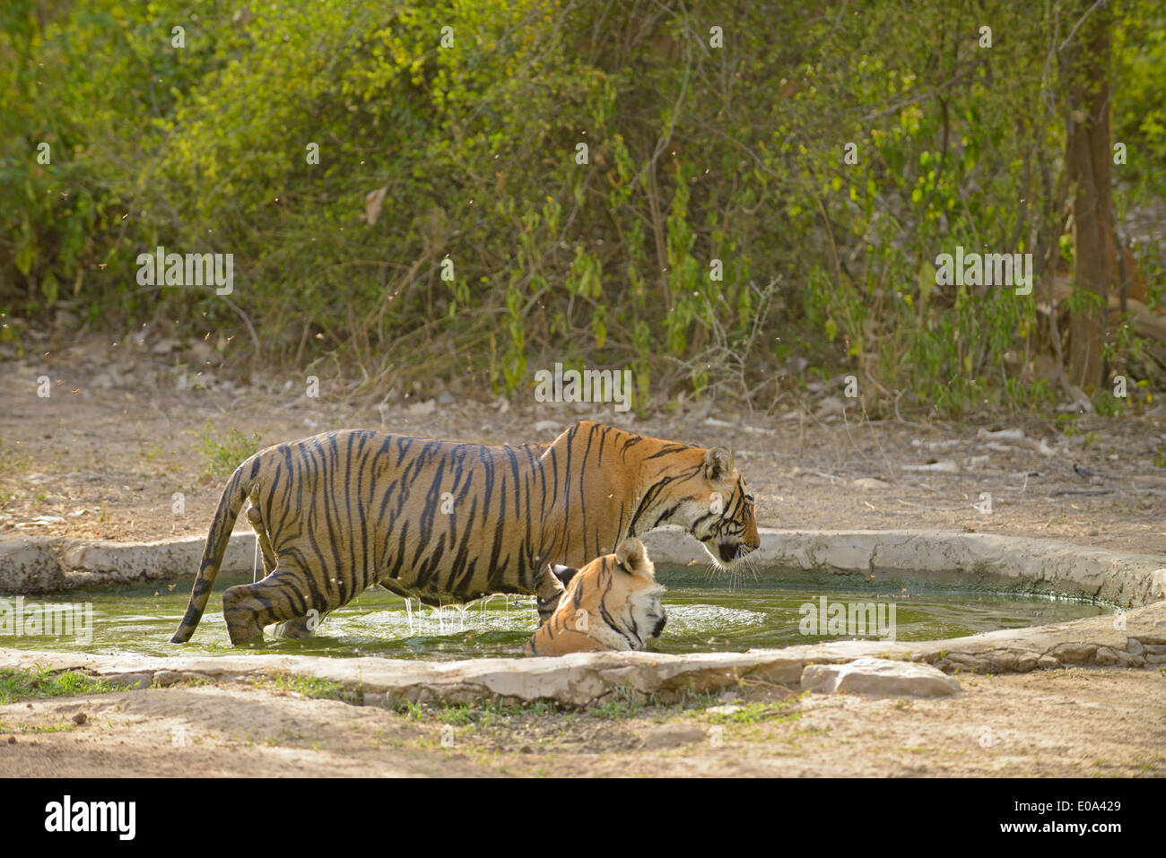 Tigers in waterhole tiger family hi-res stock photography and images ...