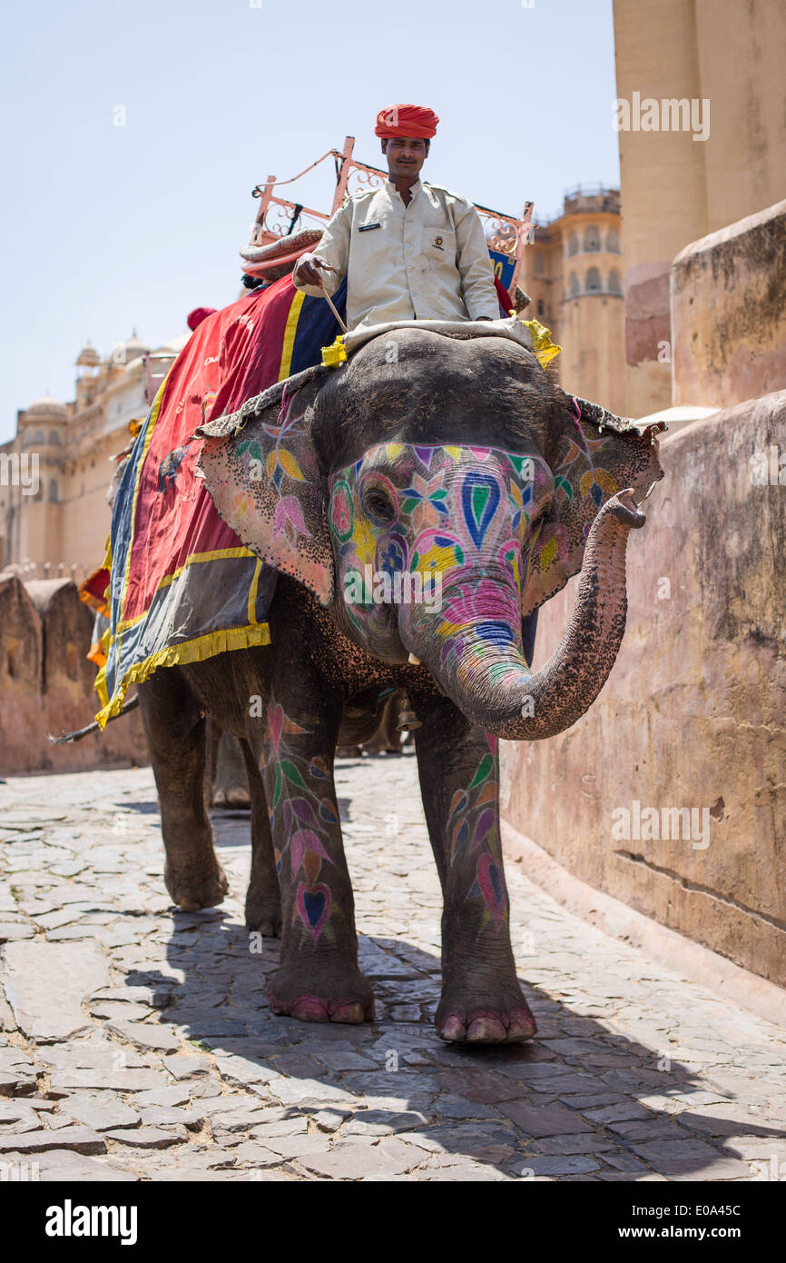 A man rides an elephant at the Amer Fort, Rajasthan, India Stock Photo ...