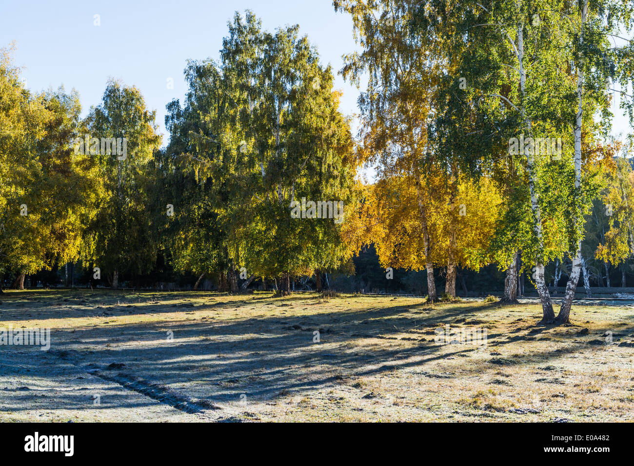 White fall birch trees with autumn leaves in background Stock Photo - Alamy