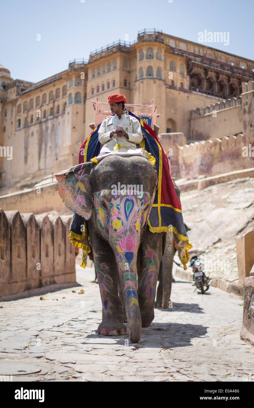 A man rides an elephant at the Amer Fort, Rajasthan, India Stock Photo ...