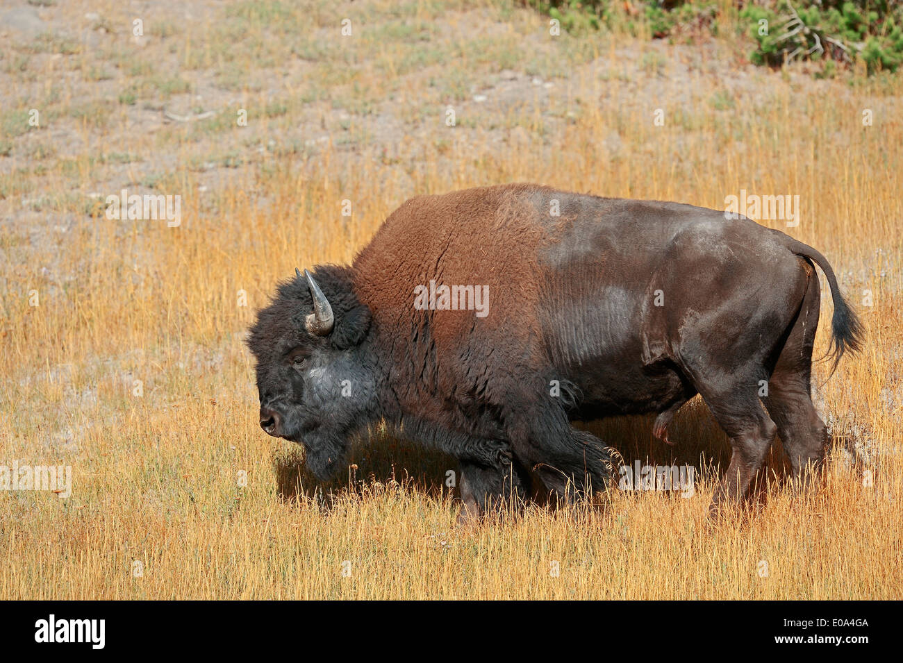 Mature male bison hi-res stock photography and images - Alamy