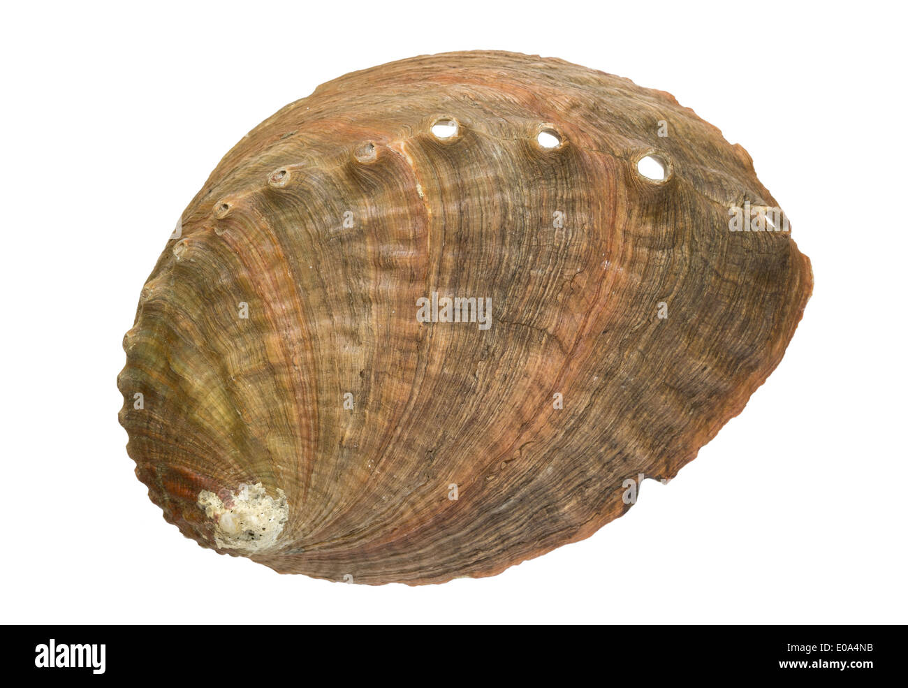 Abalone shell hi-res stock photography and images - Alamy