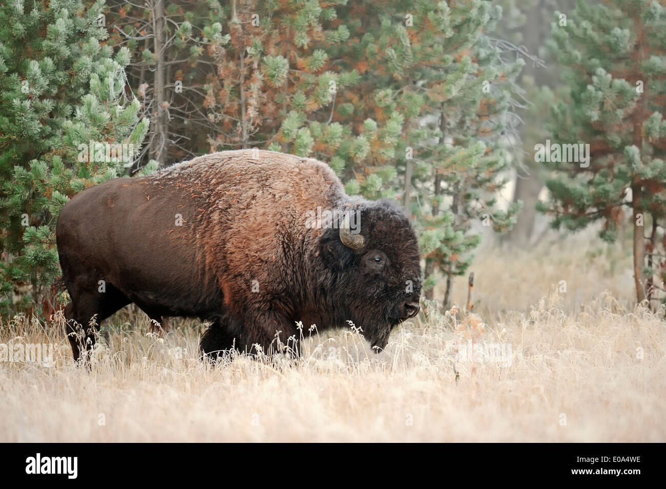 Mature male bison hi-res stock photography and images - Alamy