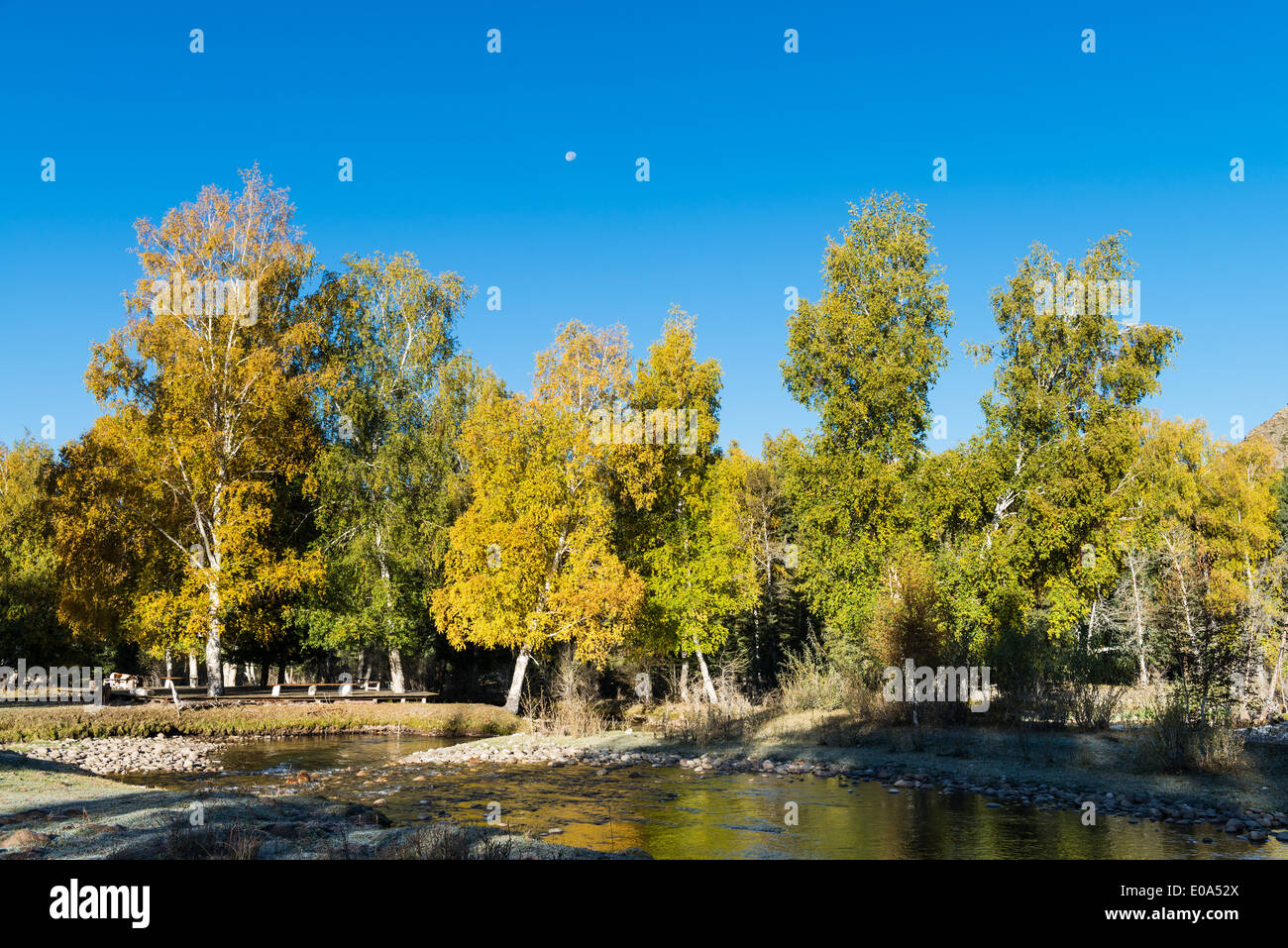 White fall birch trees with autumn leaves in background Stock Photo - Alamy