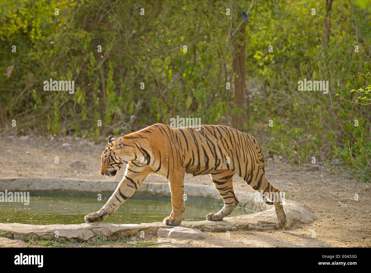 Tiger in a cemented water hole in Ranthambhore Stock Photo - Alamy