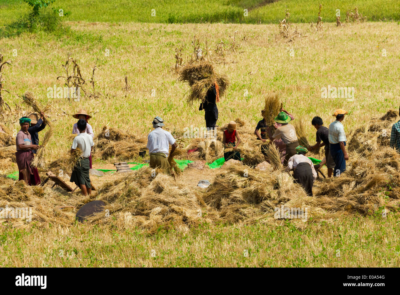 Harvesting rice hi-res stock photography and images - Alamy