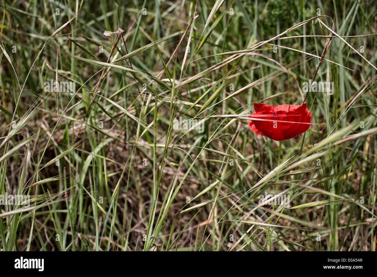 Lone Red poppy on green weeds field Stock Photo - Alamy