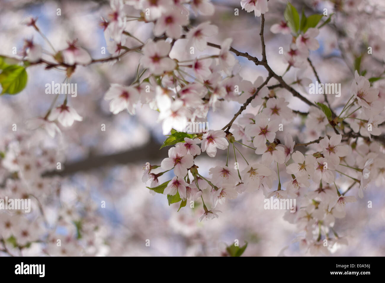 Cherry blossoms in spring Stock Photo - Alamy