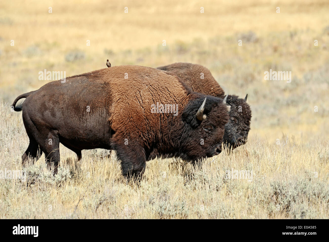 American Bison or American Buffalo (Bison bison), male, Yellowstone ...