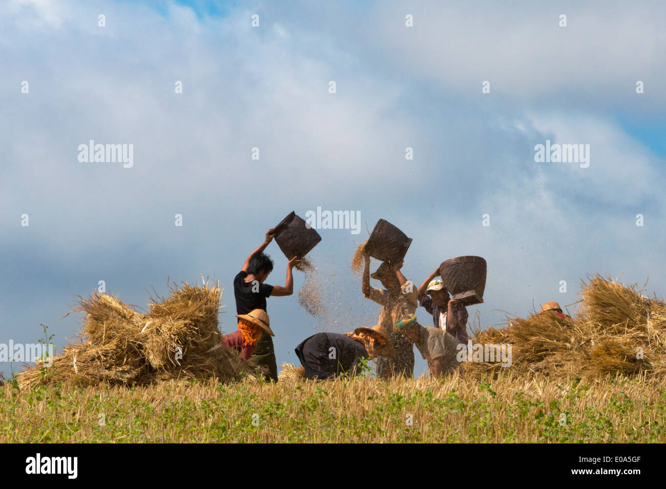 Winnowing rice hi-res stock photography and images - Alamy