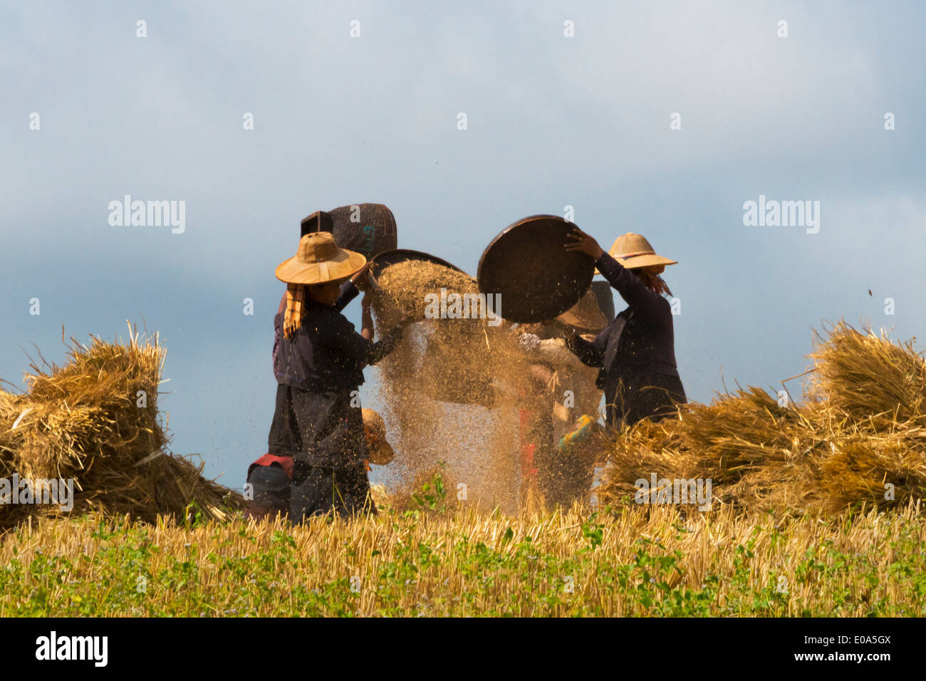 Winnowing rice hi-res stock photography and images - Alamy