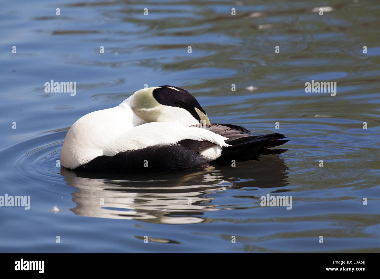 somateria mollissima common eider male Stock Photo - Alamy