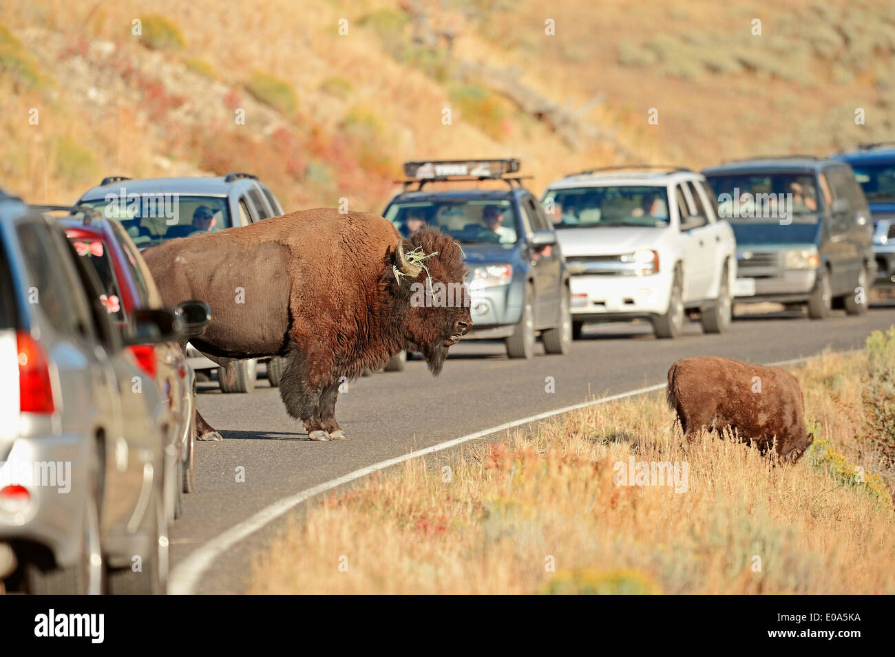 American Bison or American Buffalo (Bison bison), male standing between ...