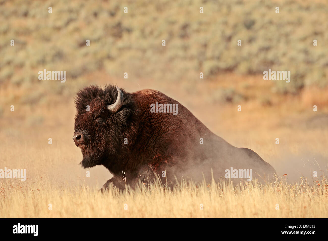 American Bison or American Buffalo (Bison bison), male dust bathing ...