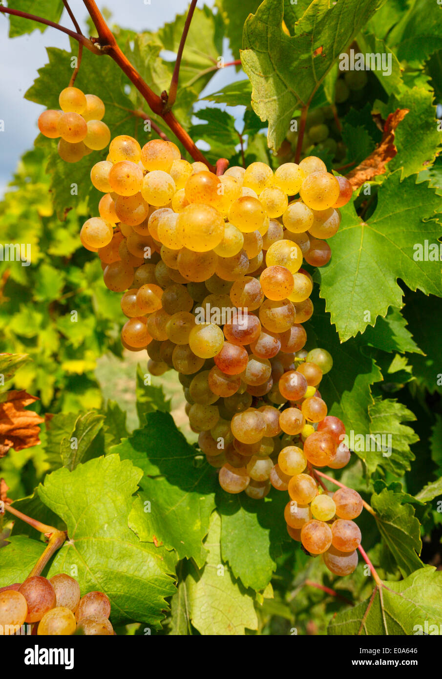 White grape vine hi-res stock photography and images - Alamy