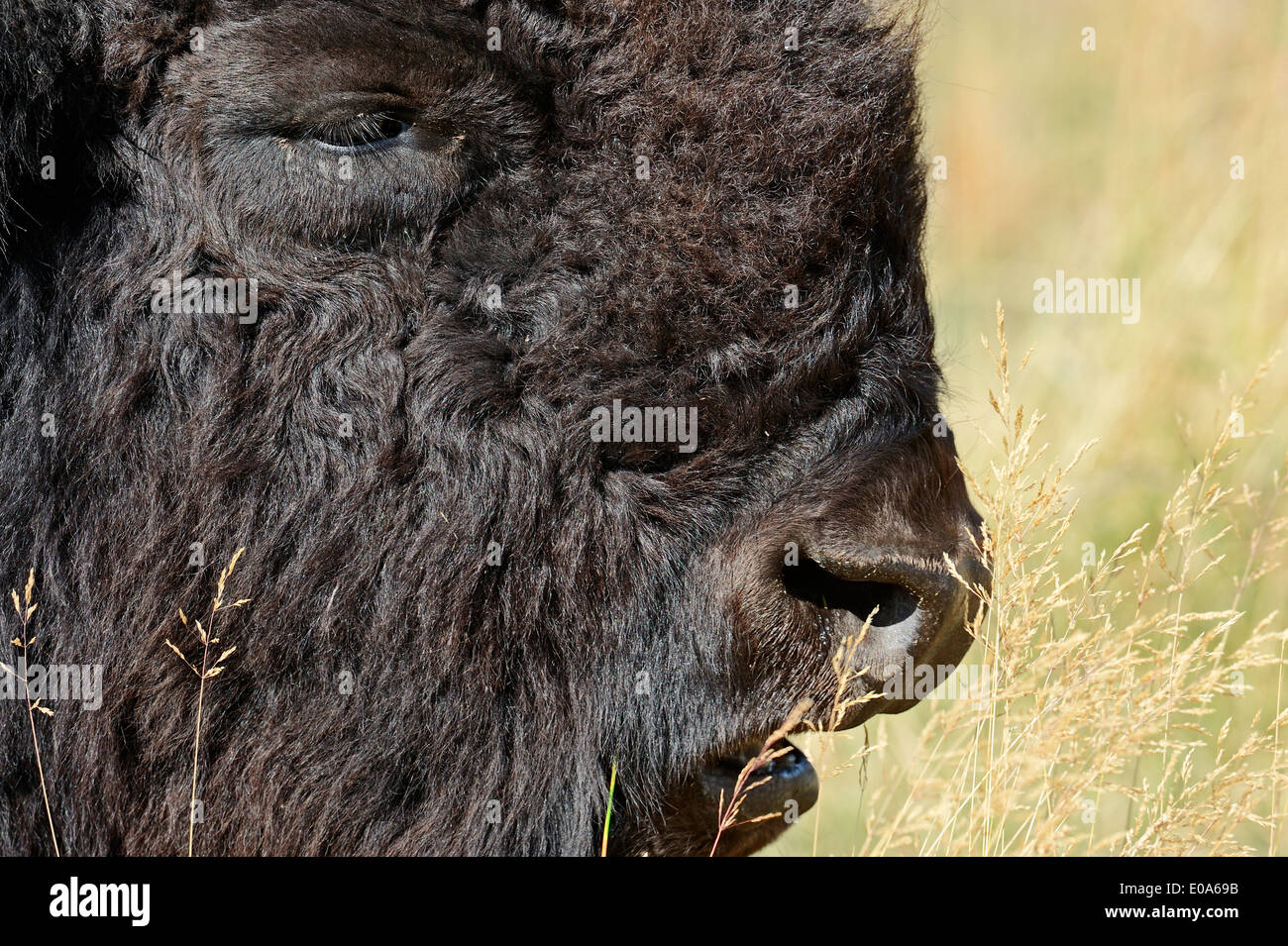 Mature male bison hi-res stock photography and images - Alamy