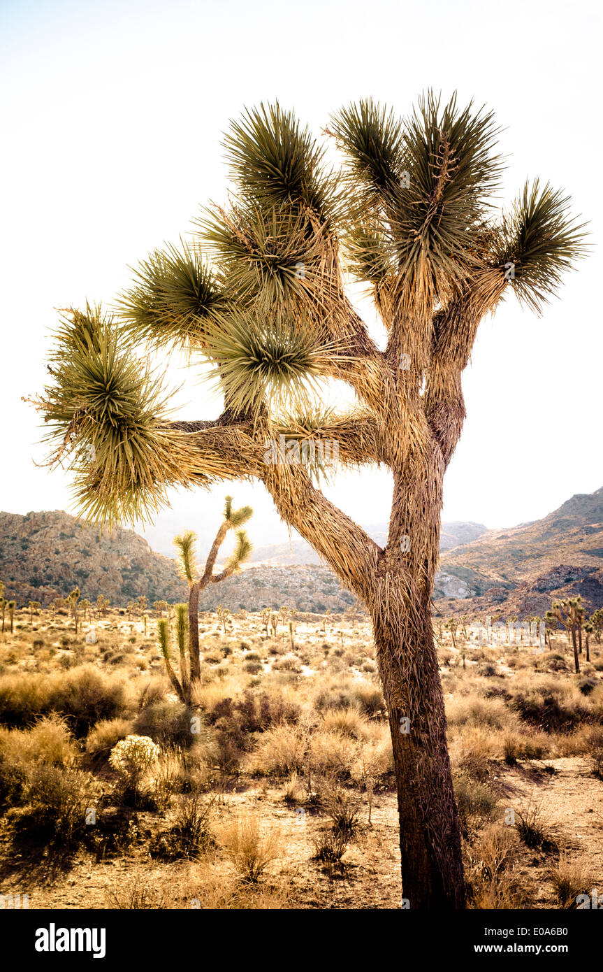 Hidden Valley, Joshua Tree NP, California, USA Stock Photo - Alamy