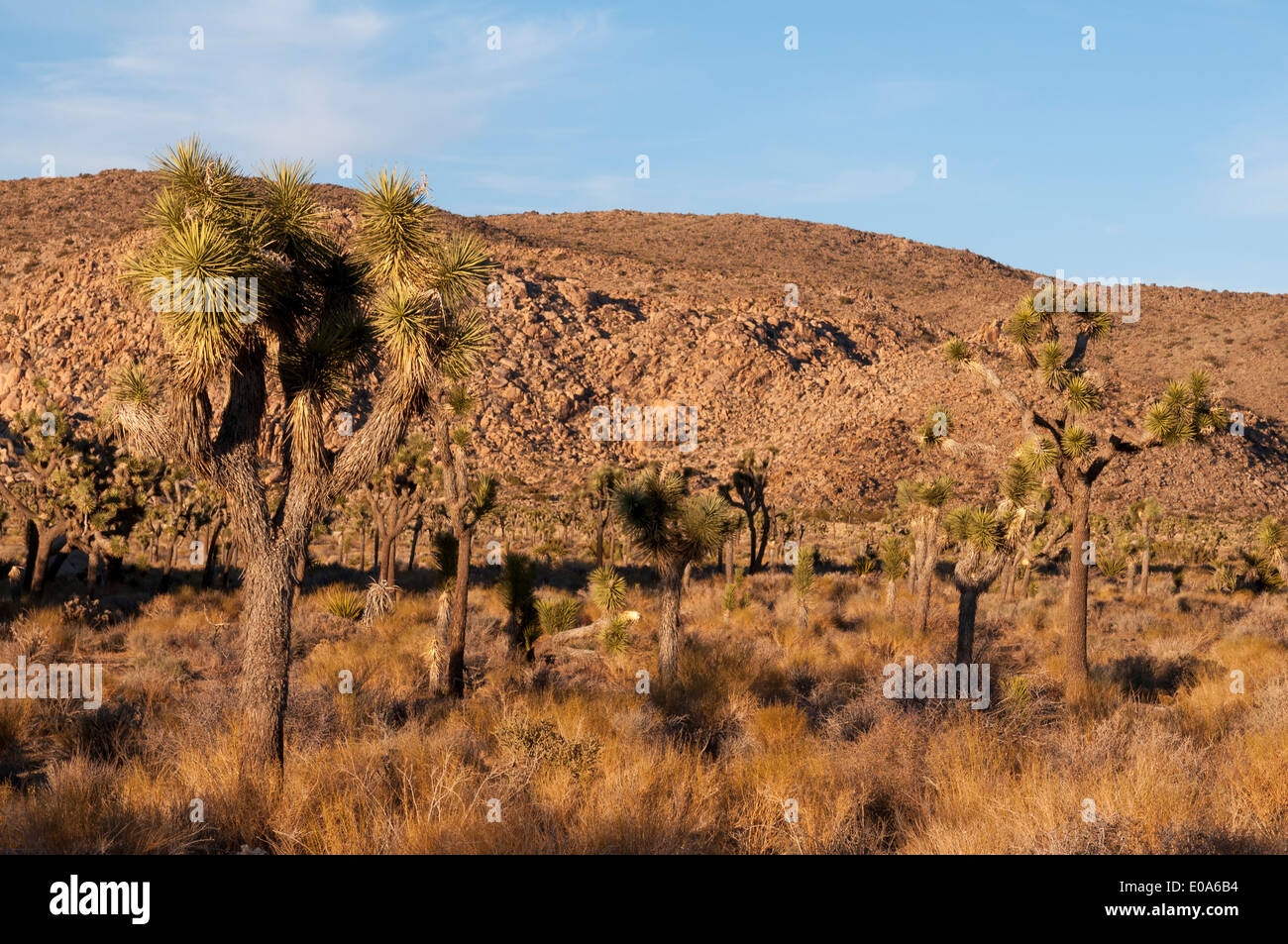 Joshua trees np hi-res stock photography and images - Alamy