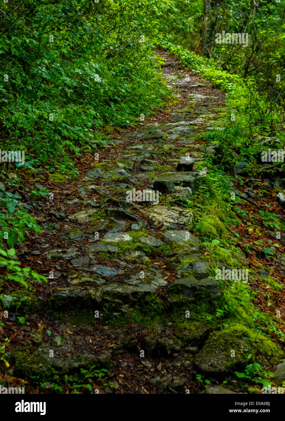Path through wild forest with mossy rocks and green folliage in Greece ...
