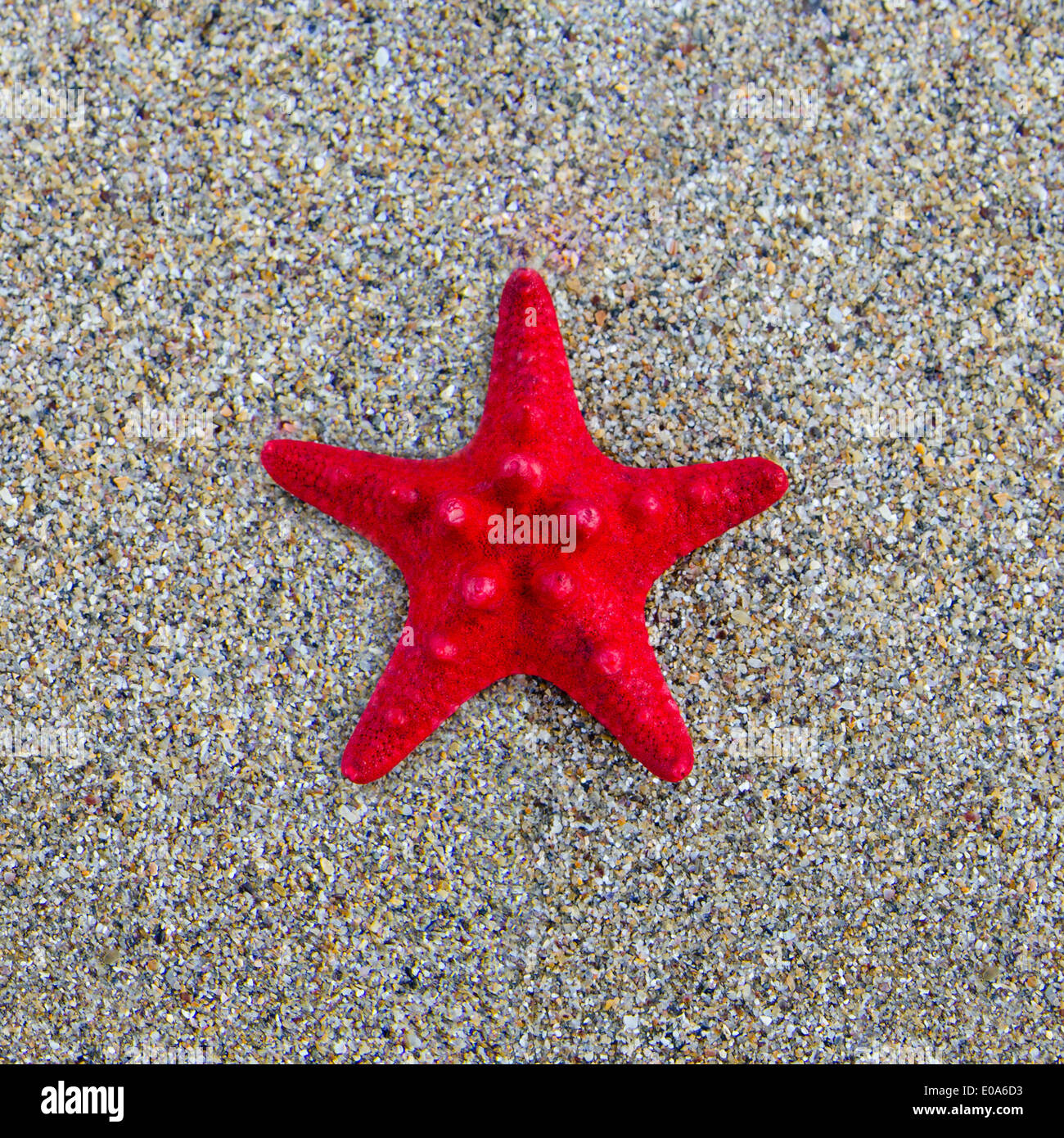 Red Starfish on beach sand Stock Photo - Alamy