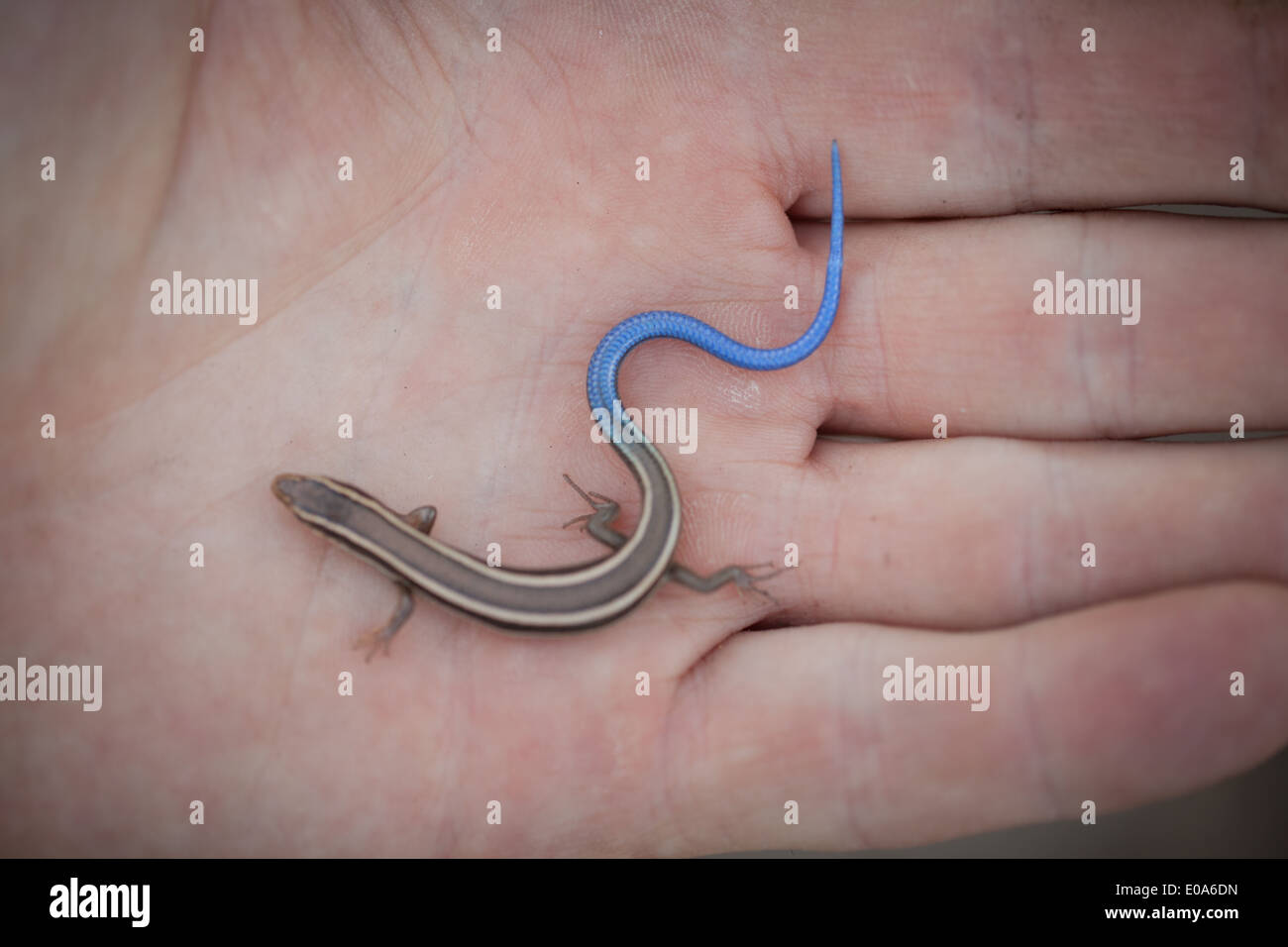 Gilberts skink hi-res stock photography and images - Alamy