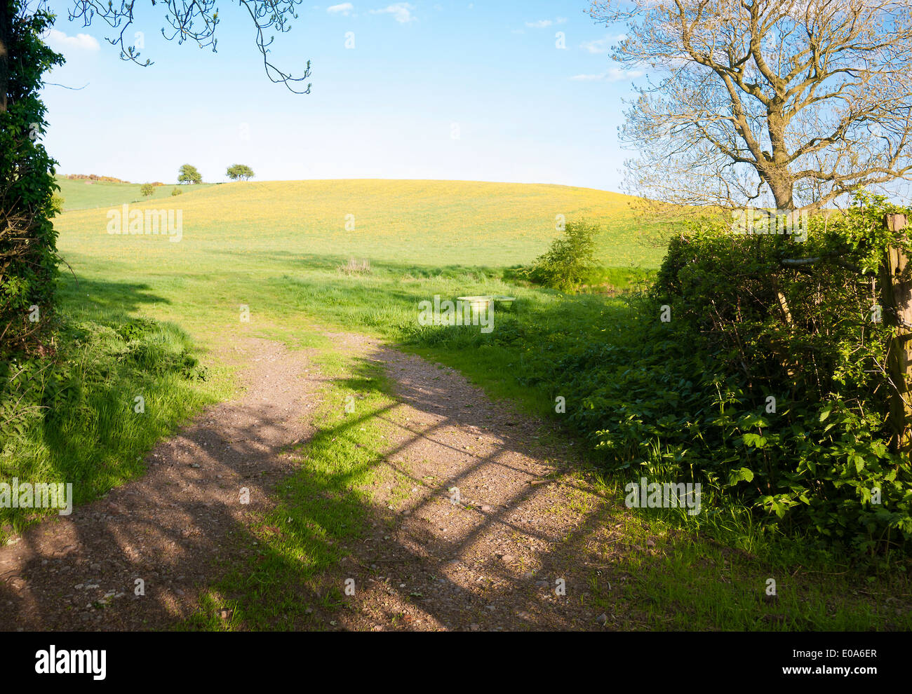 A springtime field in the English countryside Stock Photo - Alamy