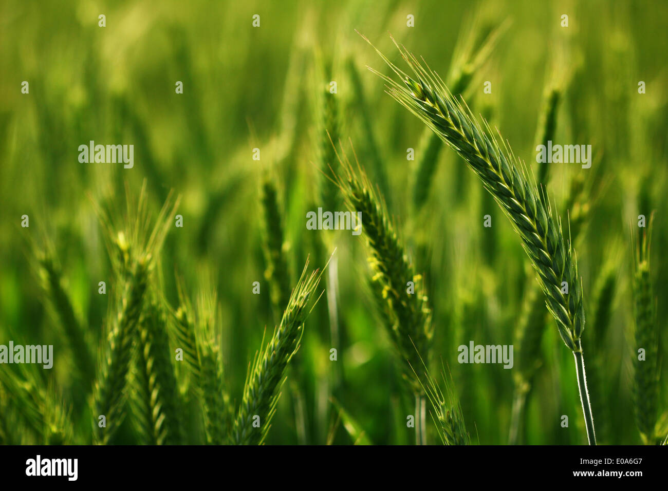Triticale hybrid of wheat and rye corn field Stock Photo - Alamy