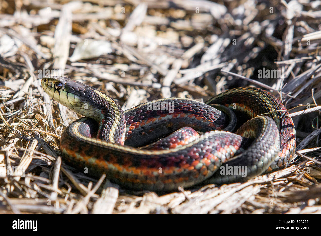 Coast garter snake, thamnophis elegans terrestris, Marin County ...