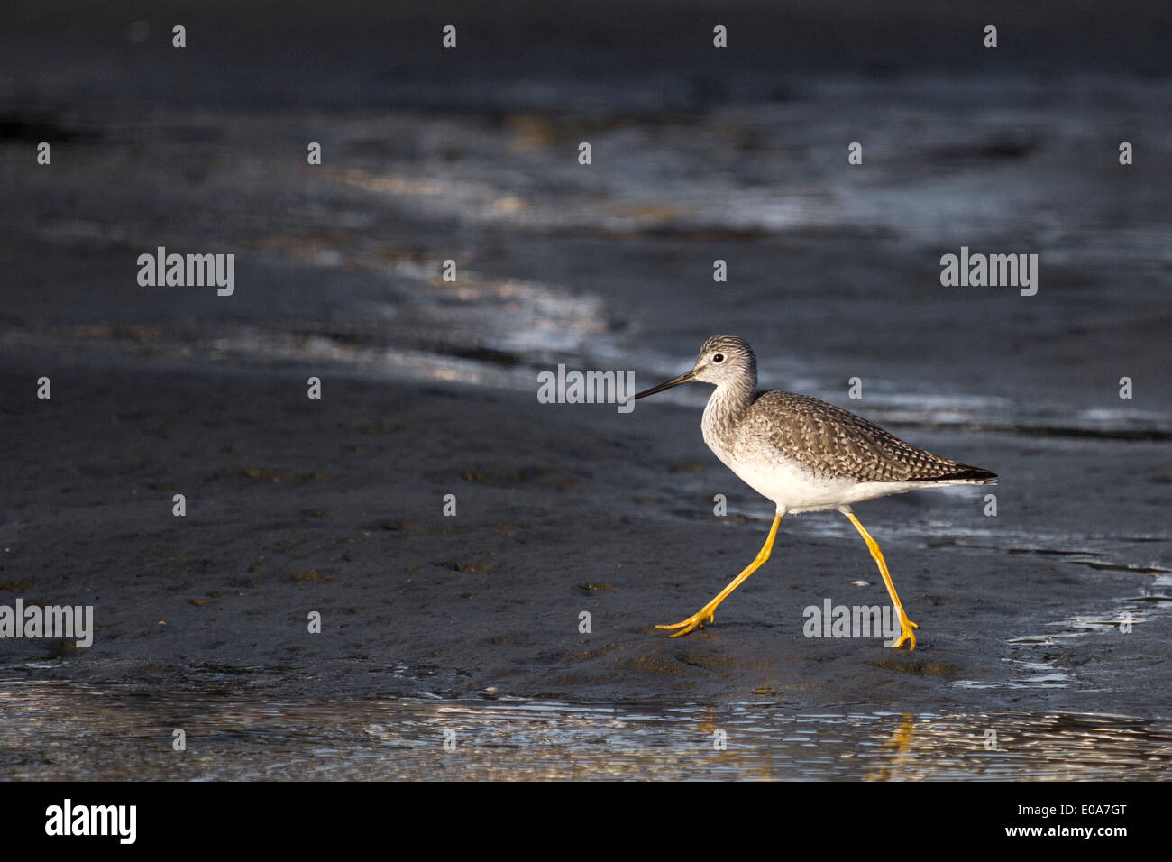 Mud flats s hi-res stock photography and images - Alamy