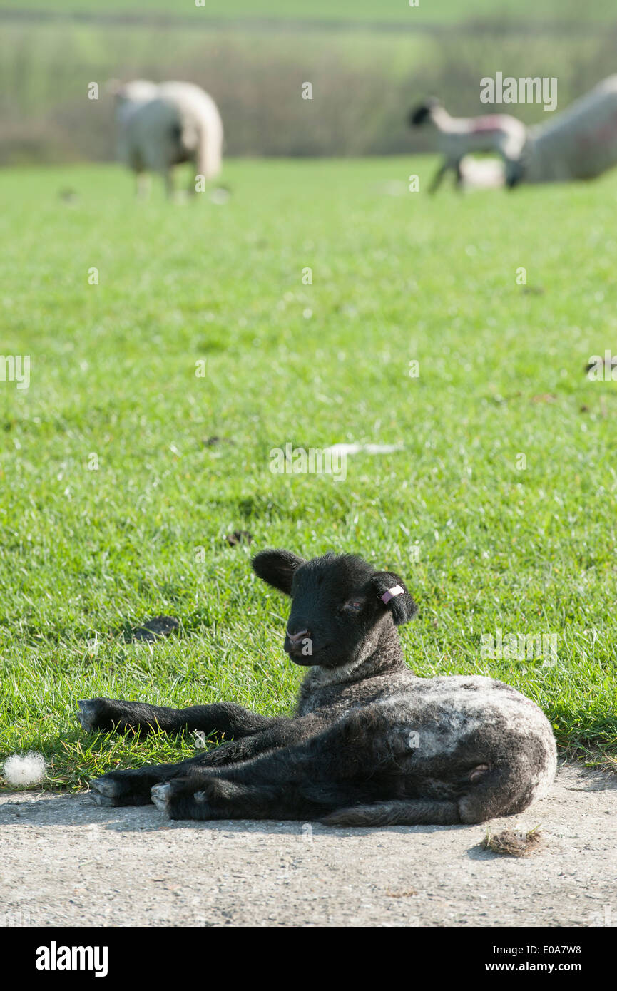 Black lamb hi-res stock photography and images - Alamy