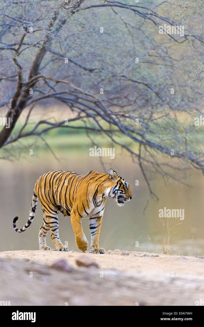 Tiger walking along forest hi-res stock photography and images - Alamy