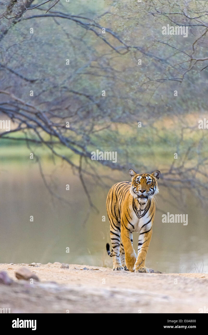 Tiger walking along forest hi-res stock photography and images - Alamy