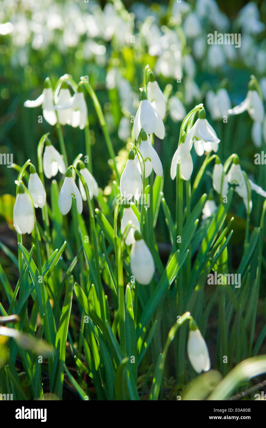 Close up of snowdrops in sunlight Stock Photo - Alamy Close up of snowdrops in sunlight Stock Photo - Alamy