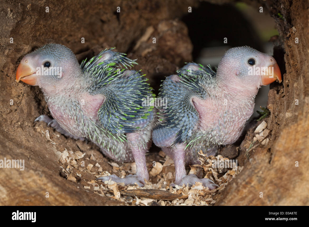 Indian rose ringed parakeet in cage hi-res stock photography and images ...