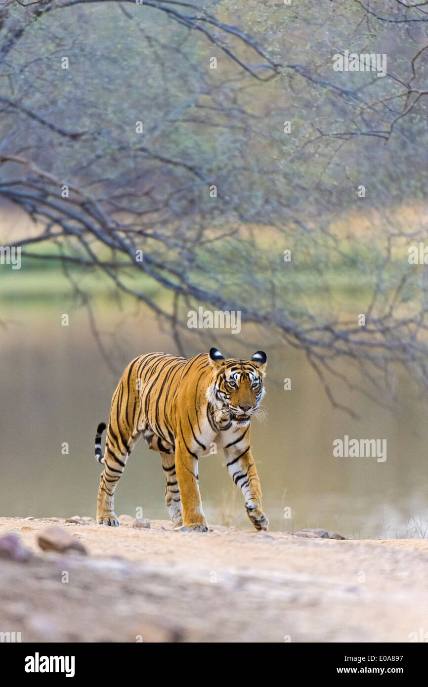 Tiger walking along forest hi-res stock photography and images - Alamy