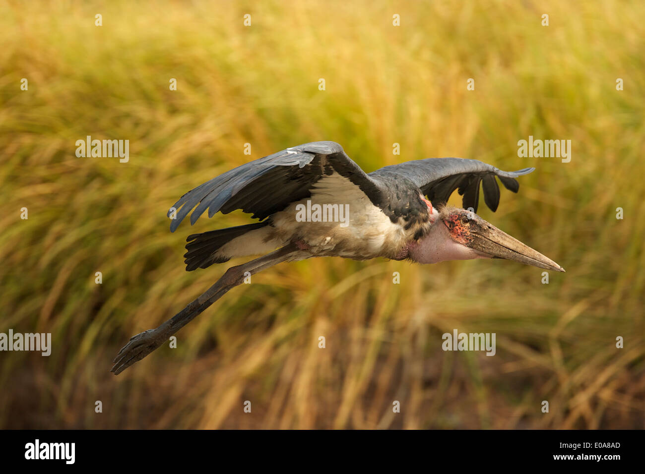 Marabou stork - Leptoptilos crumeniferus, Mana Pools National Park ...