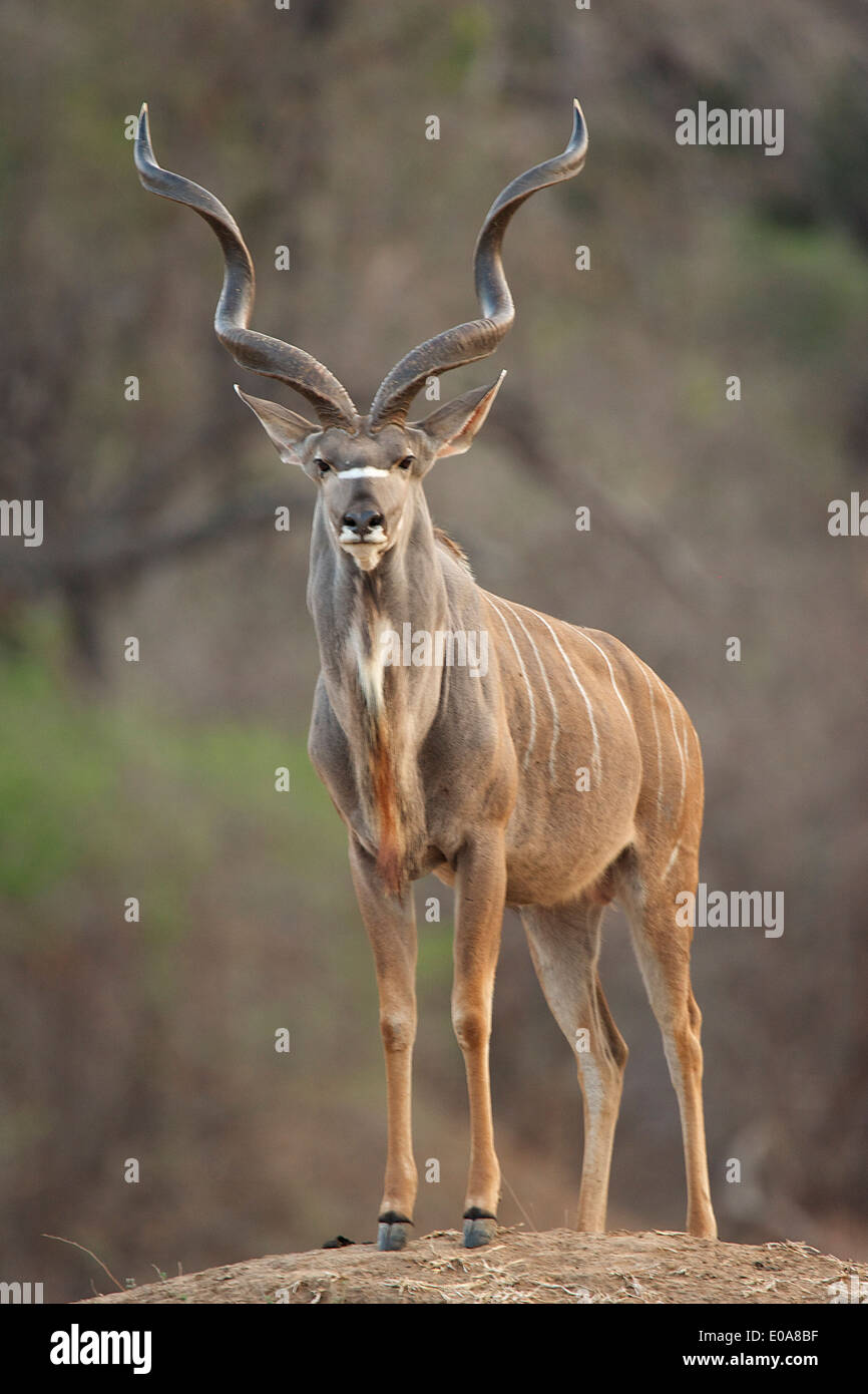 Kudu bull - Tragelaphus strepsiceros, Mana Pools National Park ...