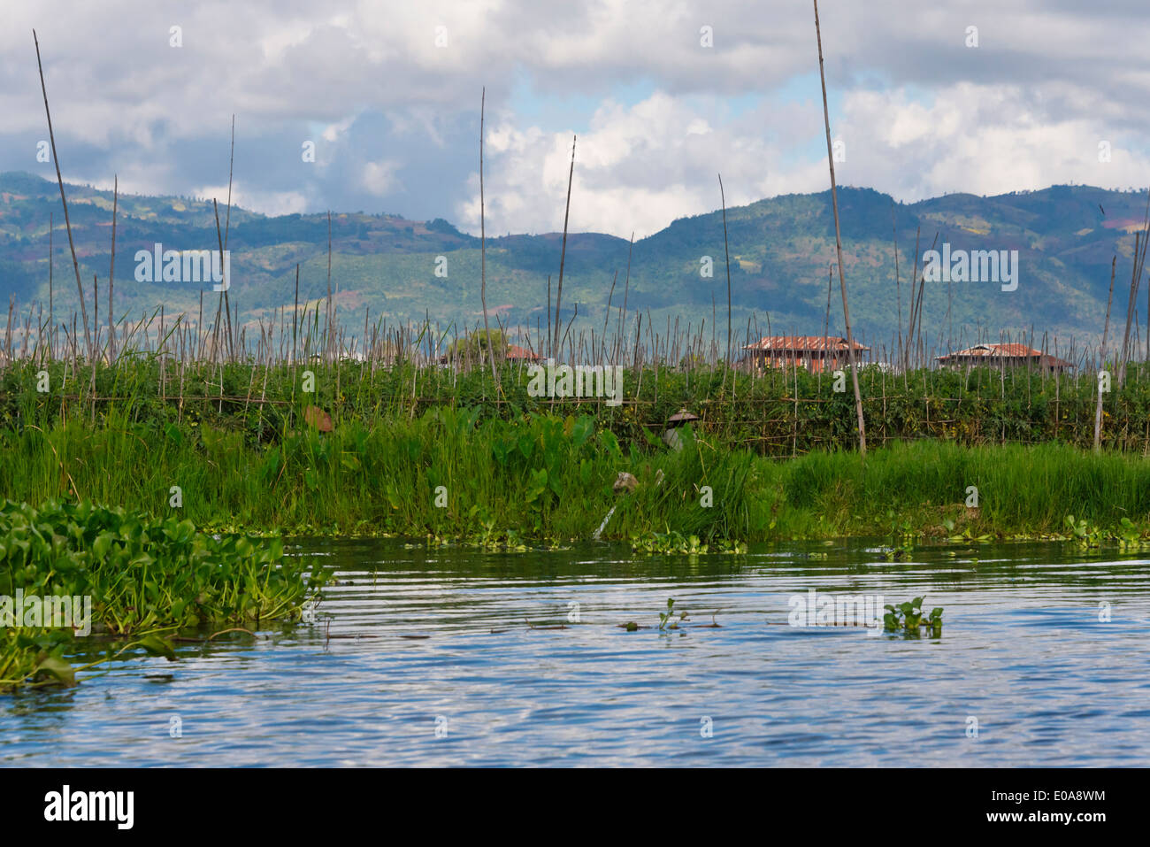 Floating farm on Inle Lake, Shan State, Myanmar Stock Photo - Alamy