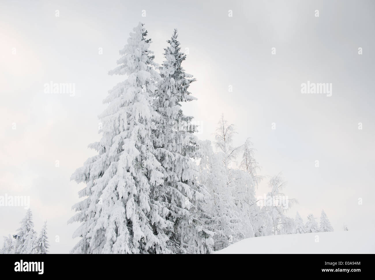 Snow scenes trees hi-res stock photography and images - Alamy