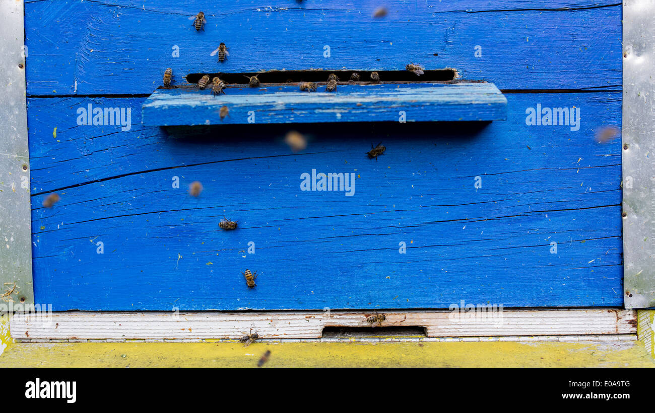 Image of bee hive hi-res stock photography and images - Alamy