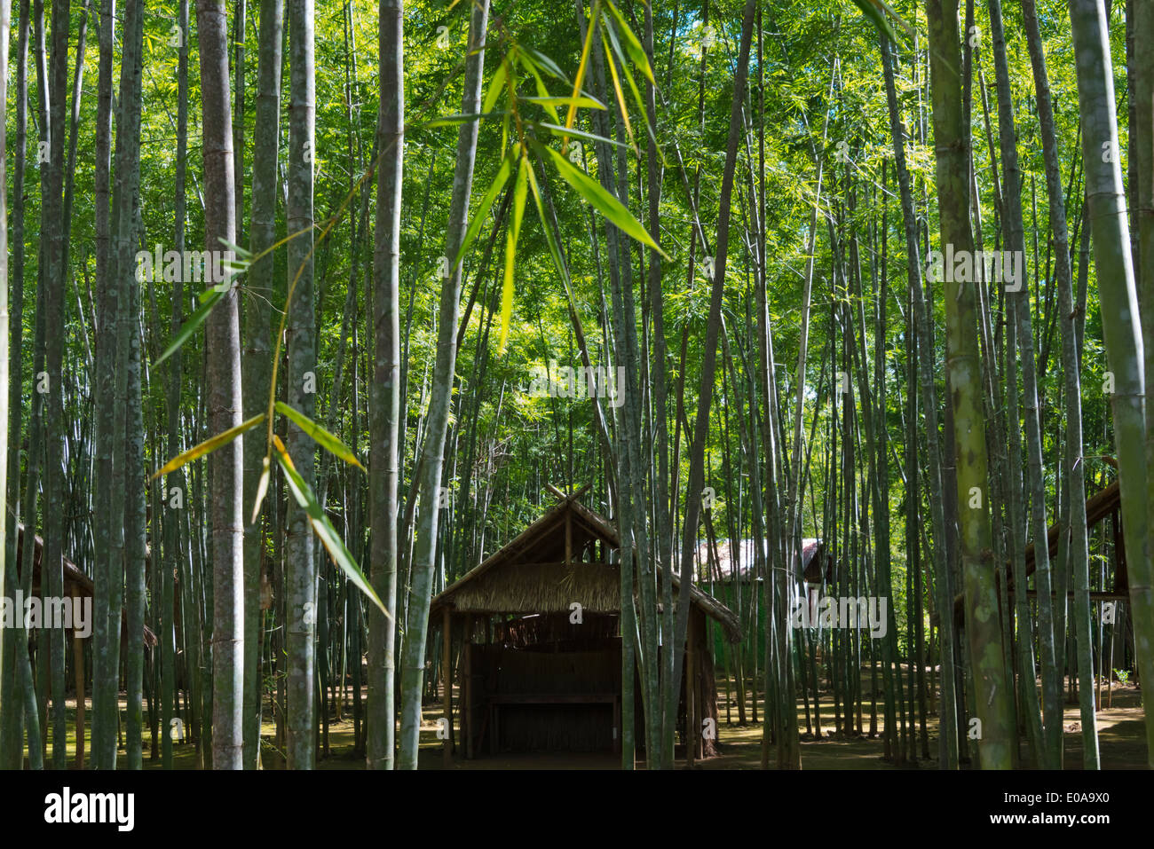 A little hut in the bamboo forest, Inle Lake, Shan State, Myanmar Stock ...
