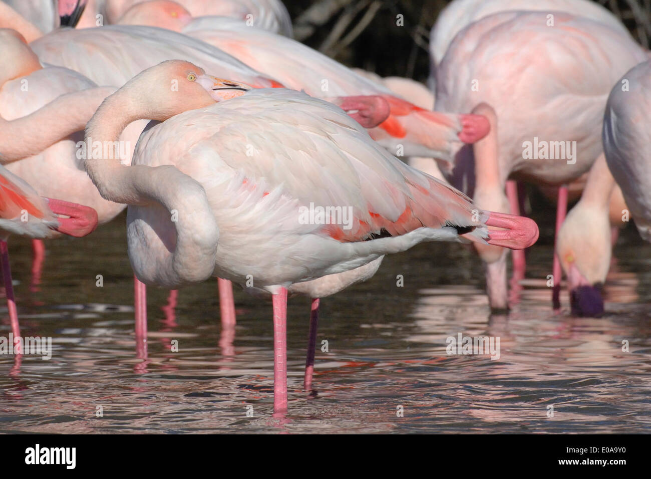 Flamingos close up hi-res stock photography and images - Alamy