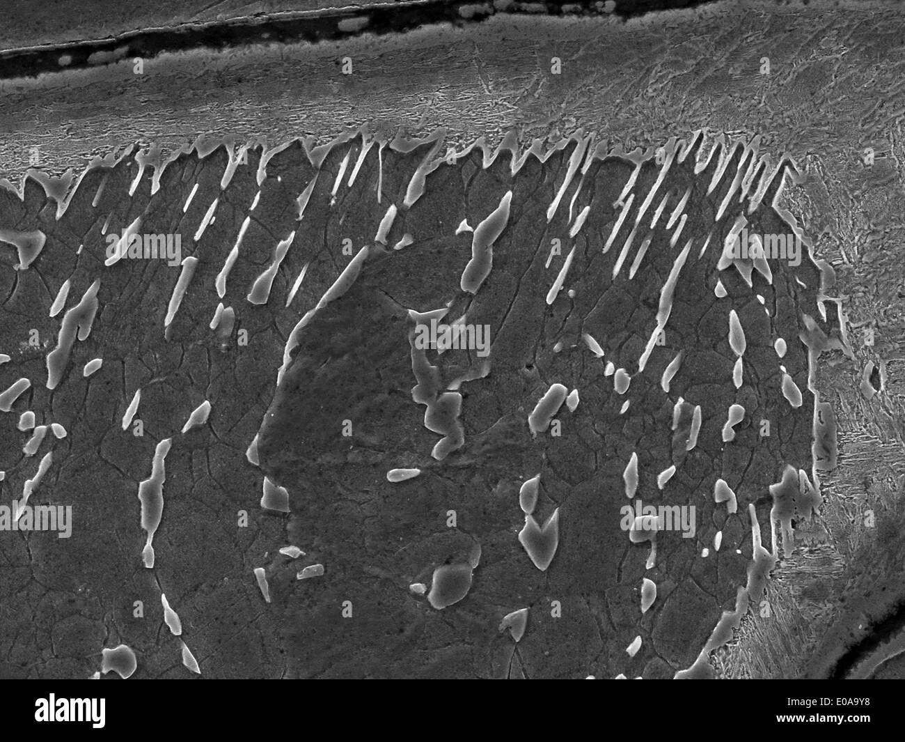 Nickel diffusion, imaged in a scanning electron microscope Stock Photo ...