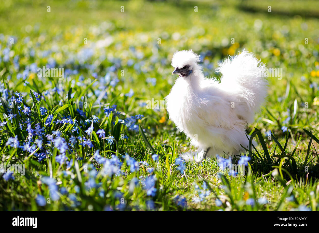 China hen hi-res stock photography and images - Alamy