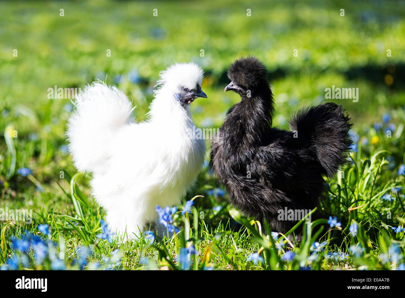 White chiken in front of the black one Stock Photo - Alamy