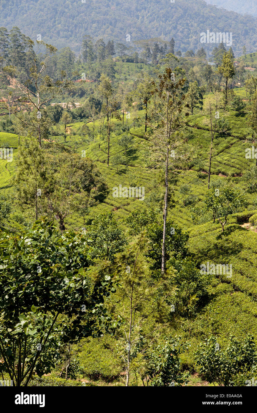 Tea plantation in Sri Lanka Stock Photo - Alamy