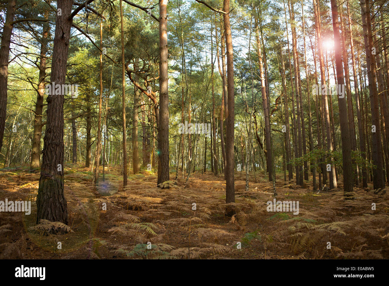 Surrey flora hi-res stock photography and images - Alamy