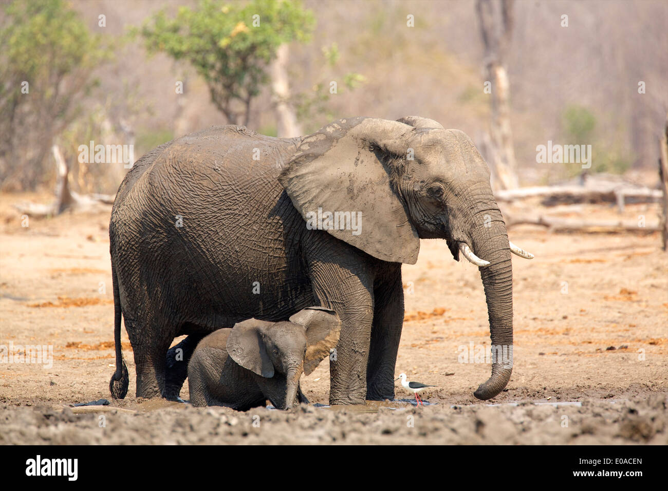 Relative of the elephant hi-res stock photography and images - Alamy