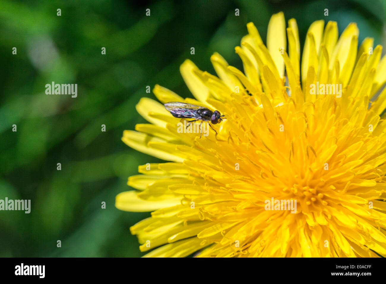 Dandelion flower with fly Stock Photo - Alamy